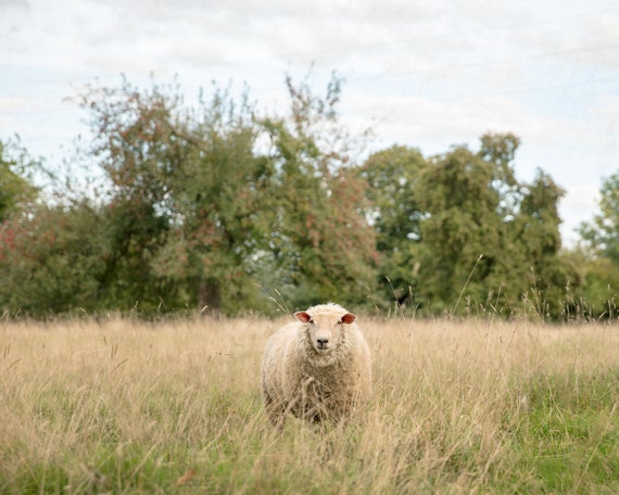 French Sheep Photo Grazing Normandy France Lamb Wool Farmhouse | Etsy