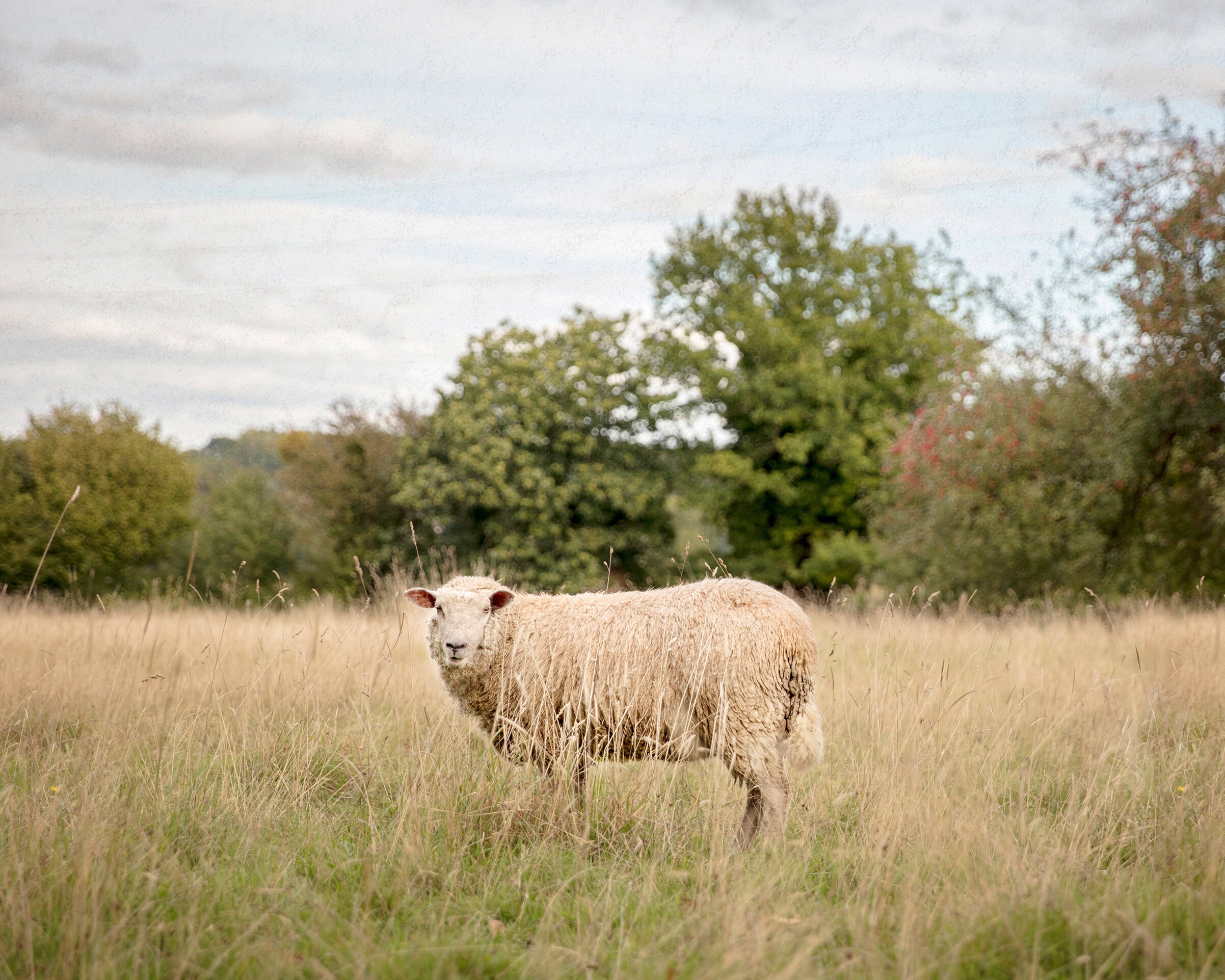 French Country Sheep Photo Farmhouse Decor Normandy France Wool Farm ...