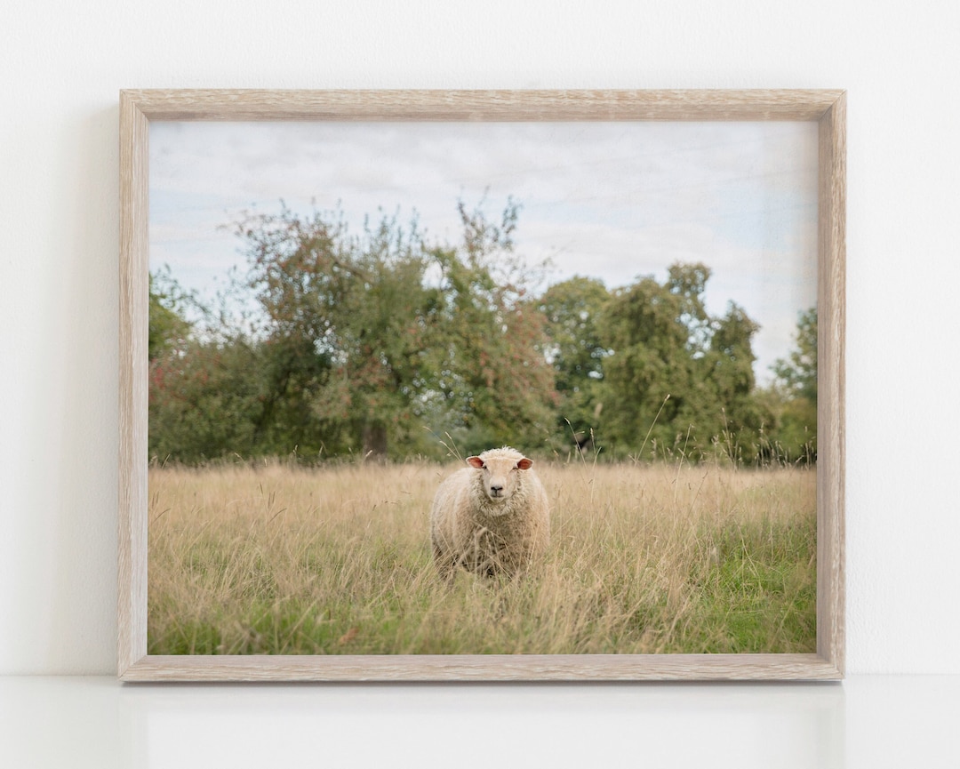 French Sheep Photo Grazing Normandy France Lamb Wool Farmhouse Decor ...