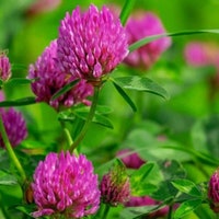 Bulk 650 Medium Red Clover Seeds, Trifolium Pratense, Bee Loving Plants ...