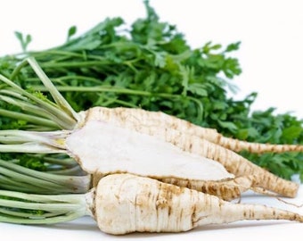 Evergreen Parsley Seeds Heirloom Non-gmo Fresh Garden Seeds - Etsy