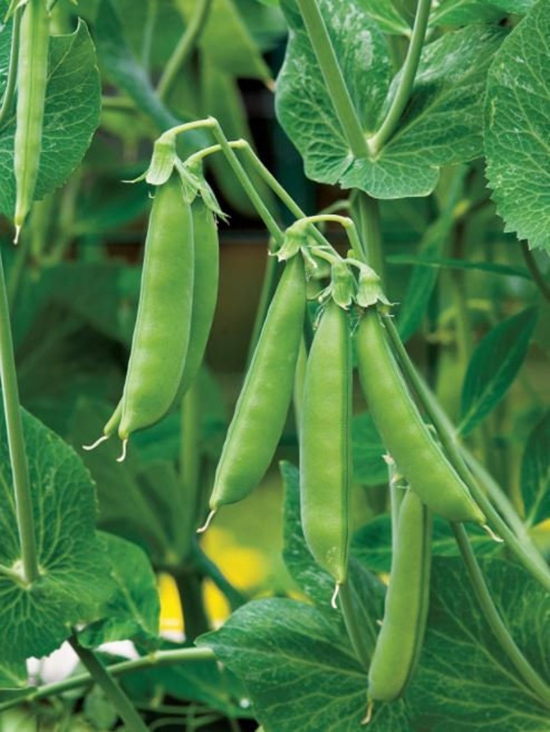 Alaska Pea Seeds Organic & Non Gmo Pea Seeds Heirloom Seeds Fresh USA ...