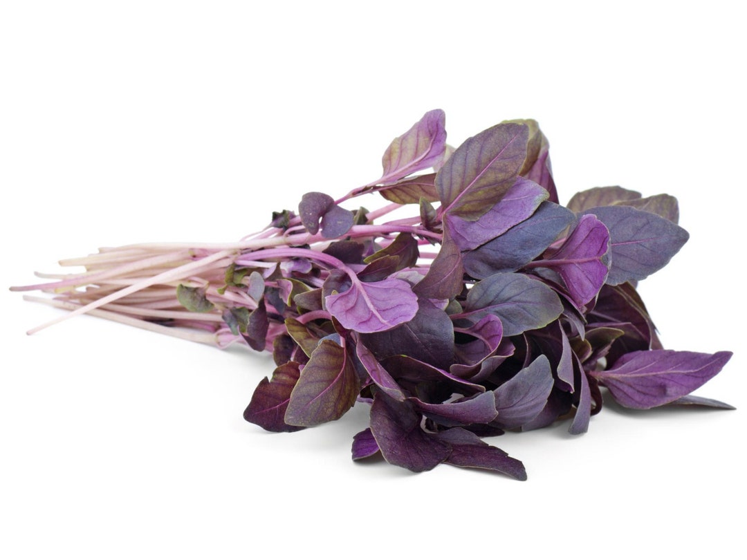 Purple Basil Seeds - Organic & Non Gmo Herb Seeds - Heirloom Seeds ...