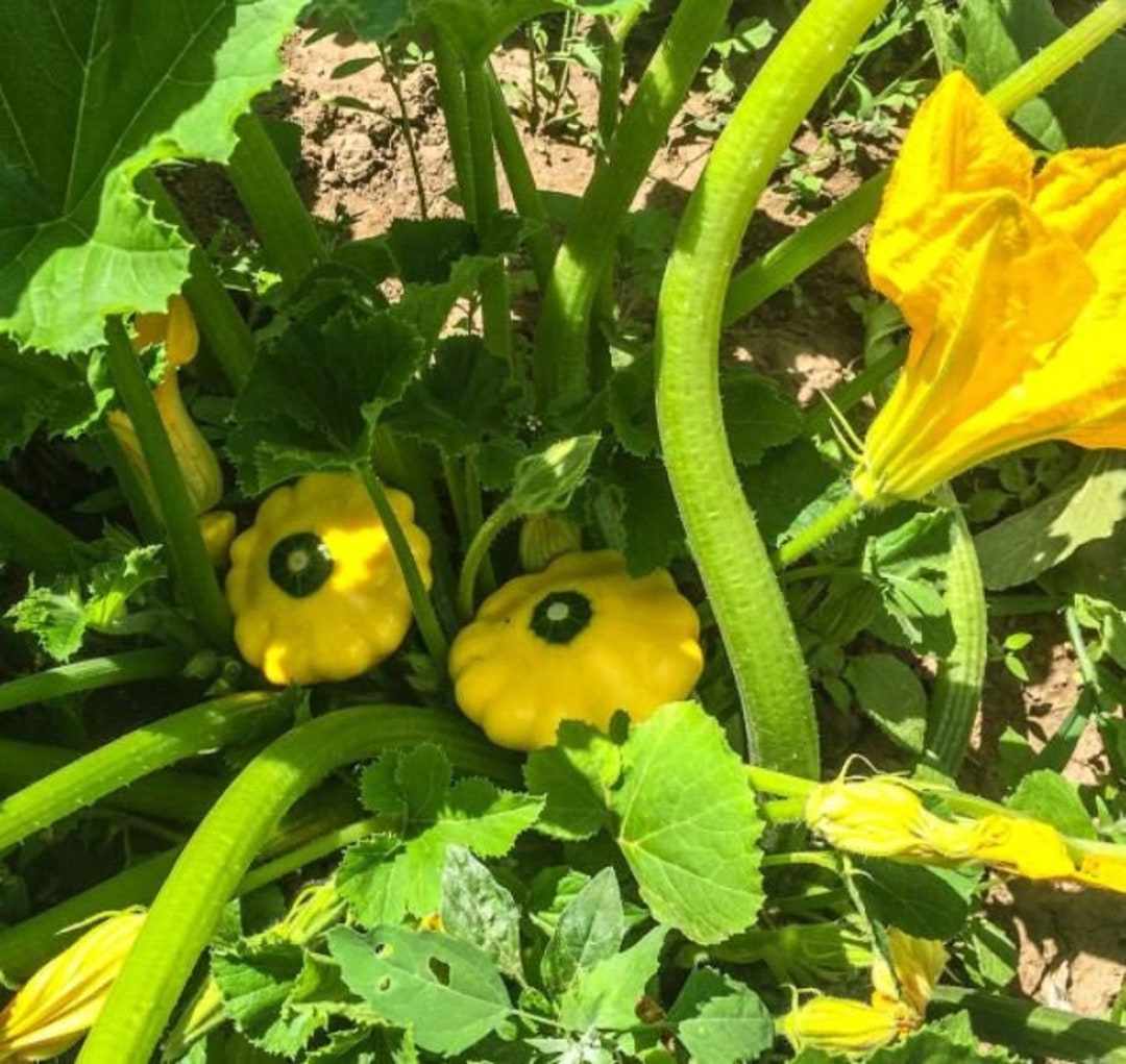 Yellow Scallop Squash Seeds Patty Pan Seeds Organic & Non Gmo Heirloom ...