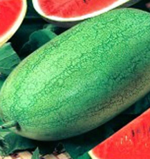 Charleston Grey Watermelon Seeds Organic Non Gmo | Etsy