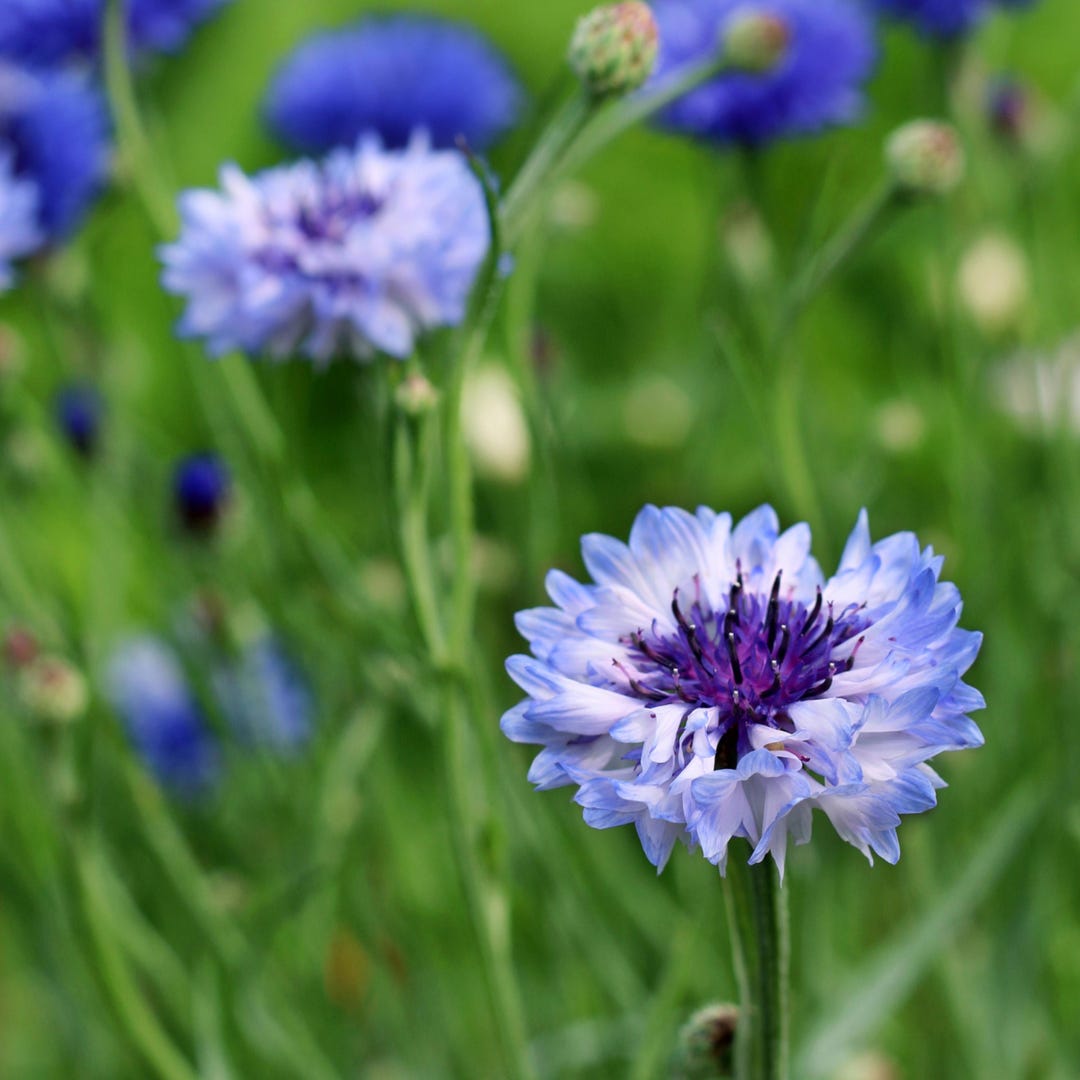 Bachelor Button Flower Seeds - Organic & Non Gmo Flower Seeds ...