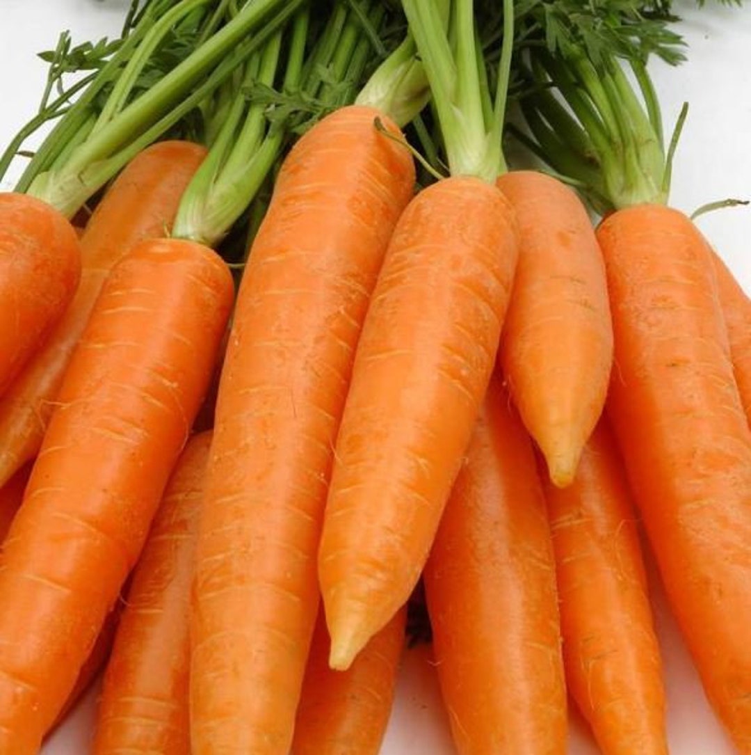 Red Core Carrot Seeds Organic & Non Gmo Carrot Seeds Heirloom Seeds ...