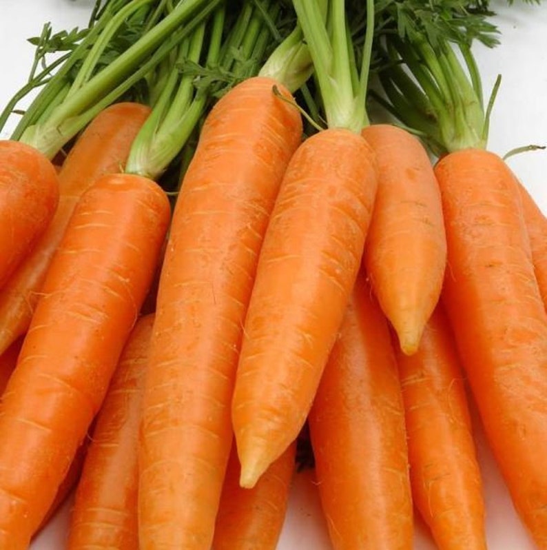 Red Core Carrot Seeds Organic & Non Gmo Carrot Seeds - Etsy