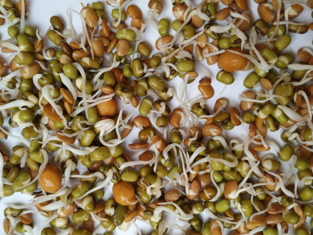 Protein Bean Sprouting Seed Blend - Organic & Non Gmo - Heirloom Seeds ...