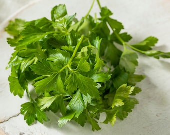 Giant of Italy Parsley Herb Premium Seed Packet - Etsy
