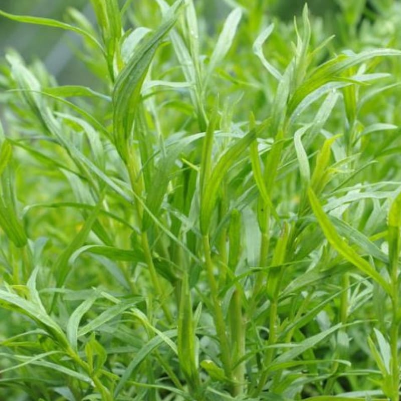 Russian Leaves - Etsy