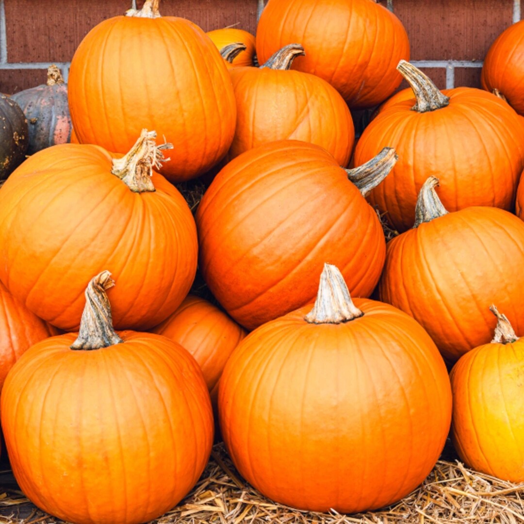 Mammoth Pumpkin Seeds - Organic & Non Gmo Pumpkin Seeds - Heirloom ...