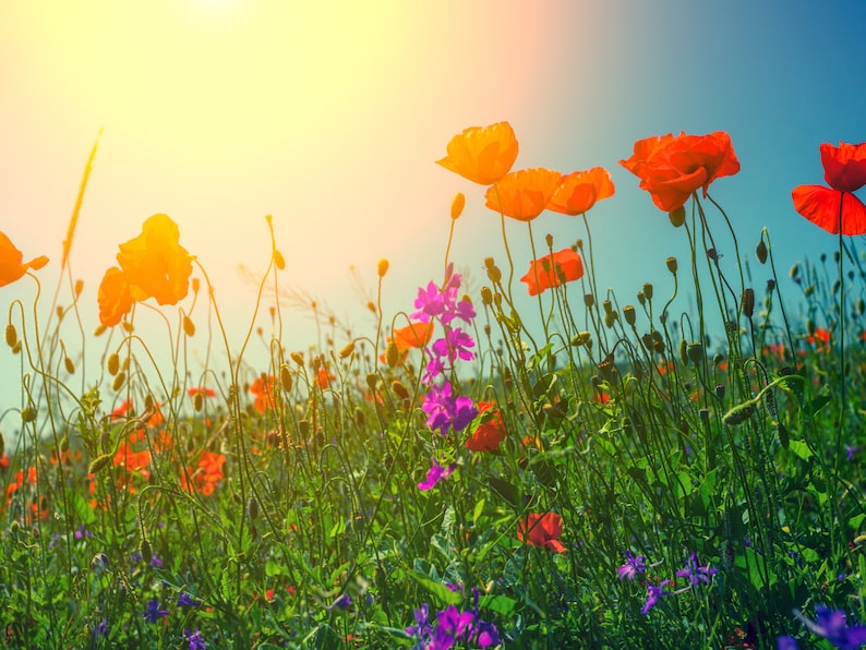 California Poppy Mission Bells Flower Seeds - Organic & Non Gmo Flower ...