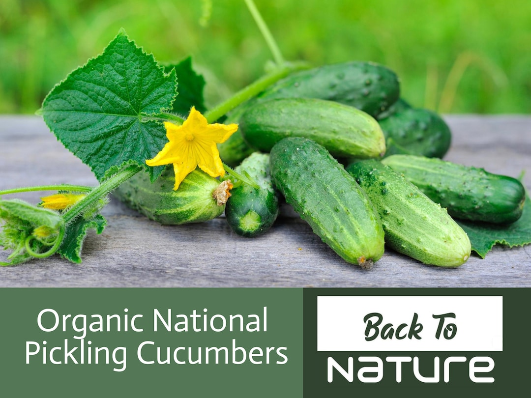National Pickling Cucumber Seeds Organic & Non Gmo Cucumber Seeds ...