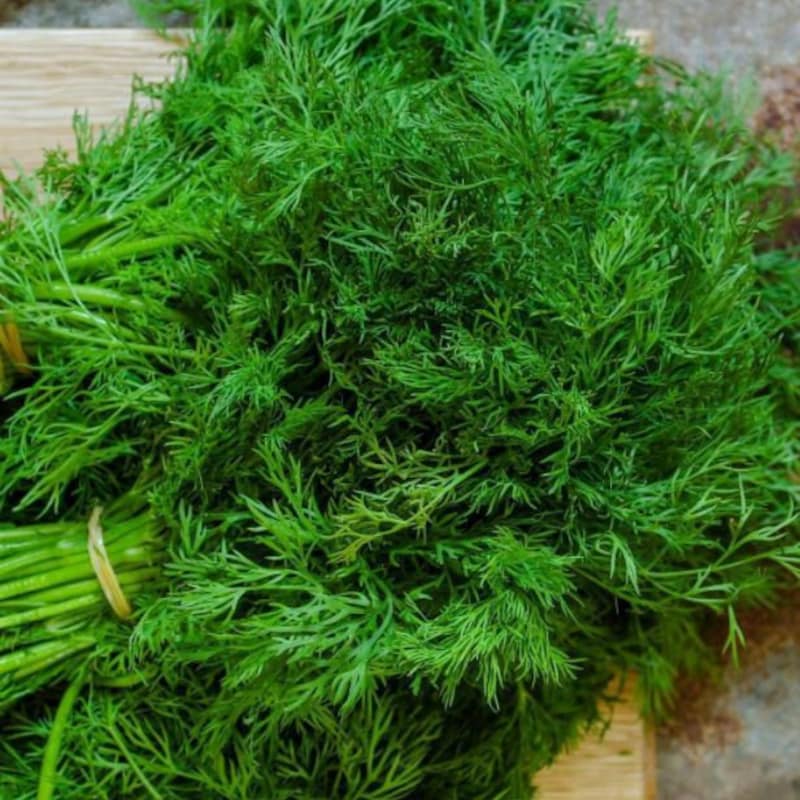 Big Dill - Etsy