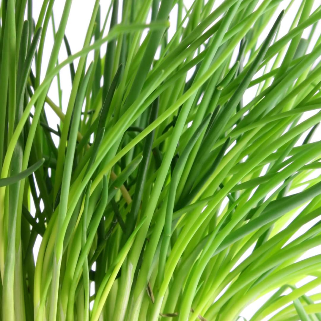 Chive Seeds - Organic & Non Gmo Chive Seeds - Heirloom Herb Seeds ...