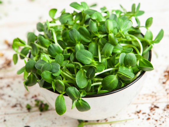 Sunflower Sprouting Seeds Organic & Non Gmo Heirloom Seeds - Etsy Canada