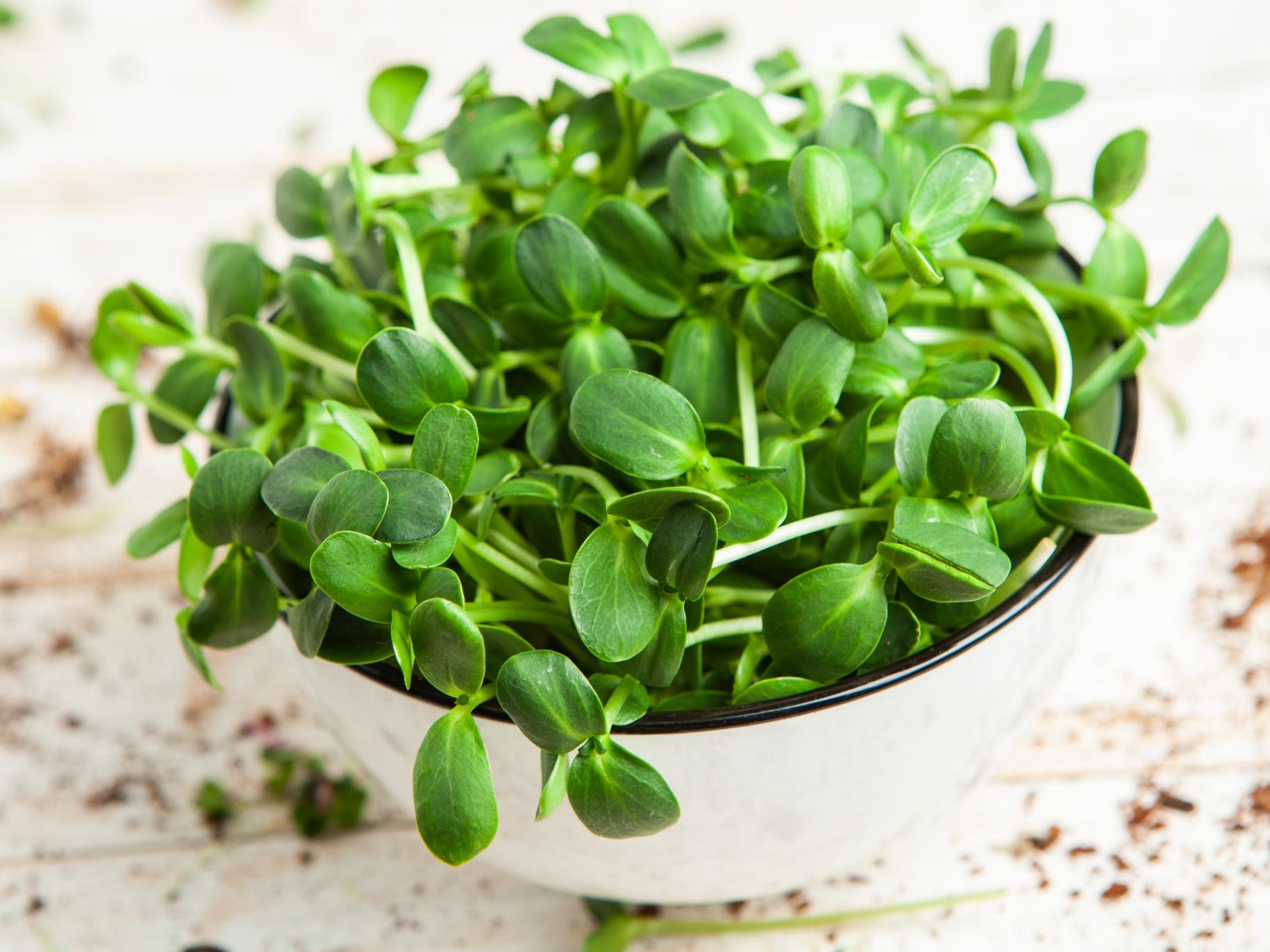 Sunflower Sprouts Growing