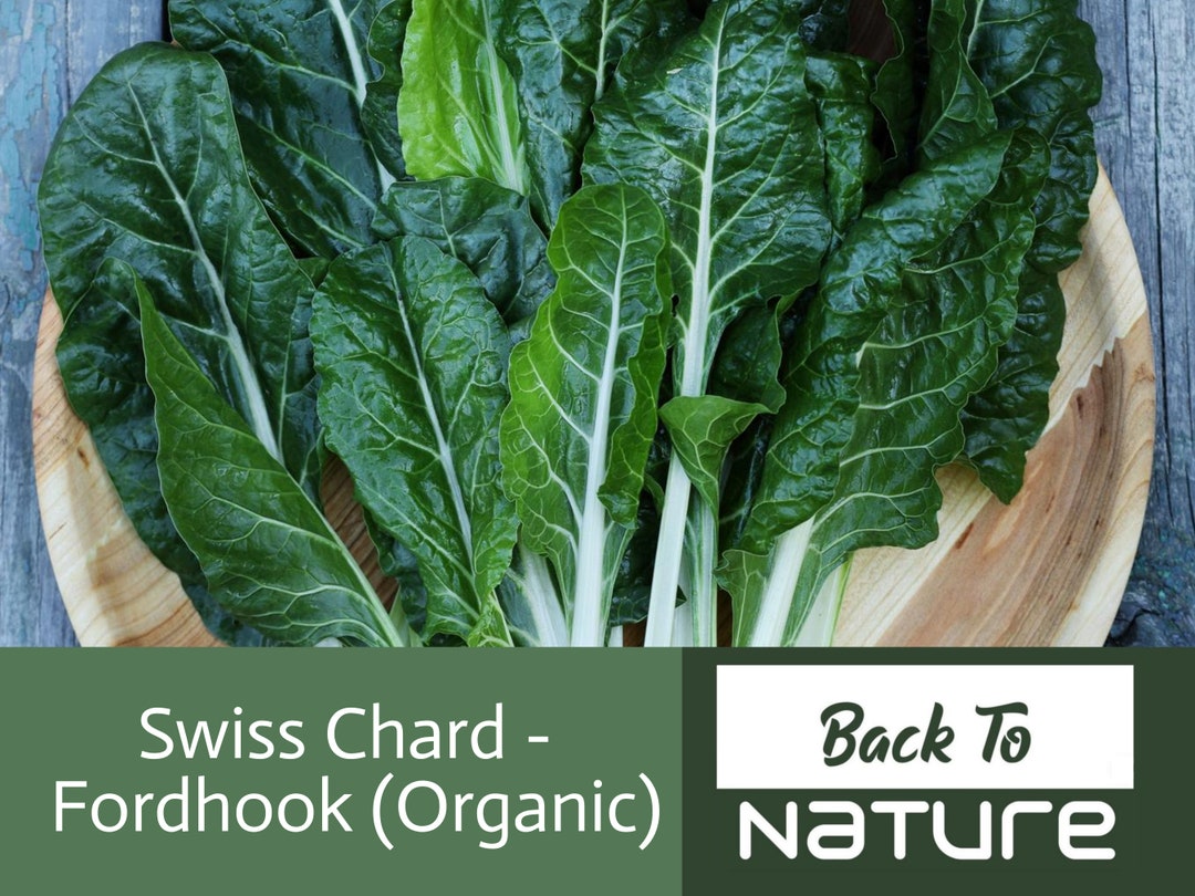 Fordhook Swiss Chard Seeds Organic & Non Gmo Heirloom Seeds Fresh USA ...