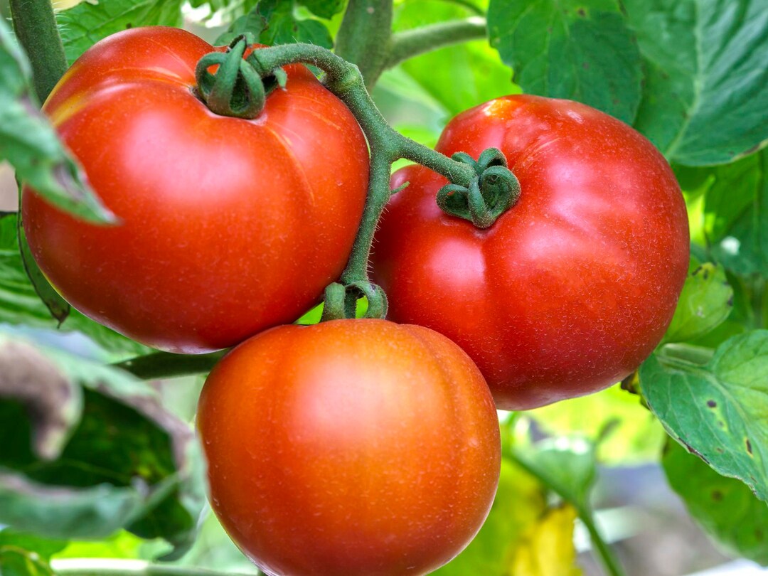 Beefsteak Tomato Seeds - Organic & Non Gmo Tomato Seeds - Heirloom ...