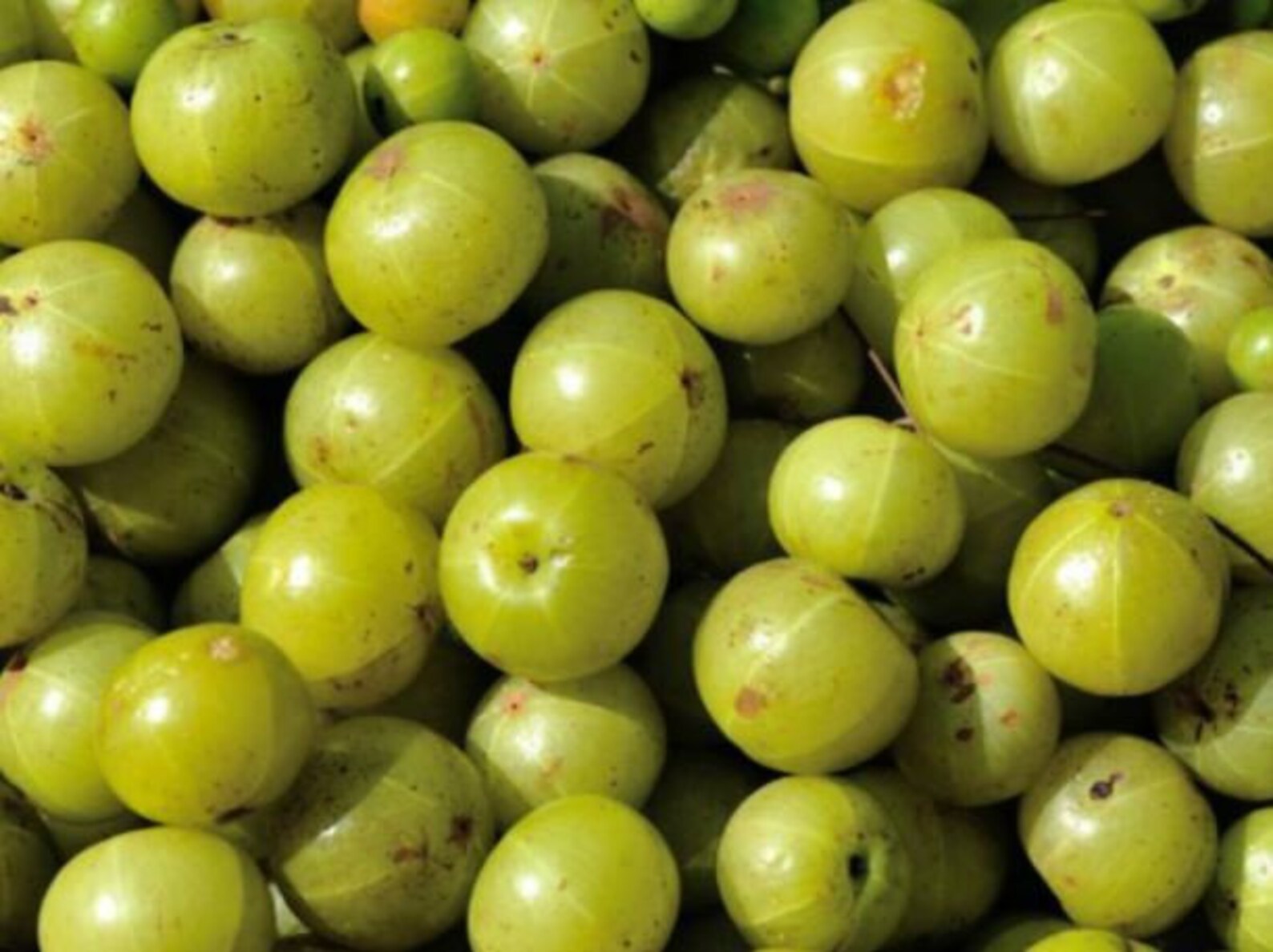 Organic Gooseberry Seeds Indian Gooseberry Seeds Non Gmo & | Etsy