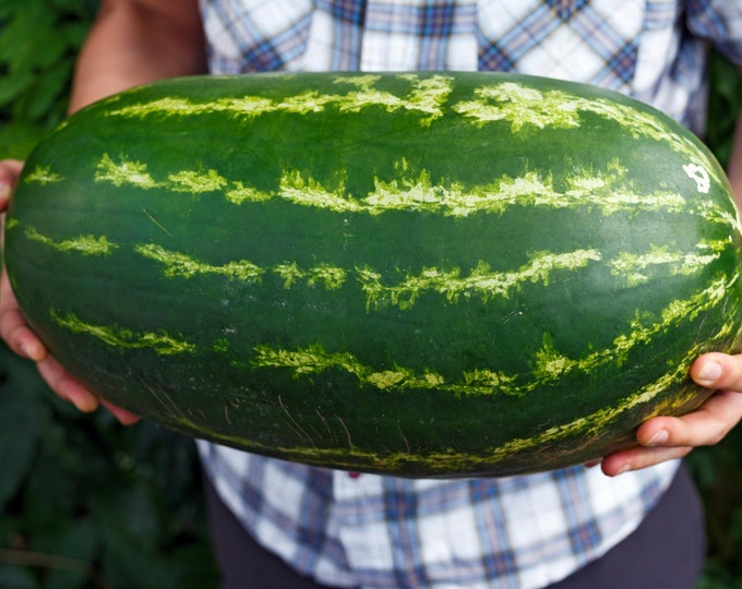 75 Pound Carolina Cross Watermelon Seeds! Massive Prize Winning Melons ...