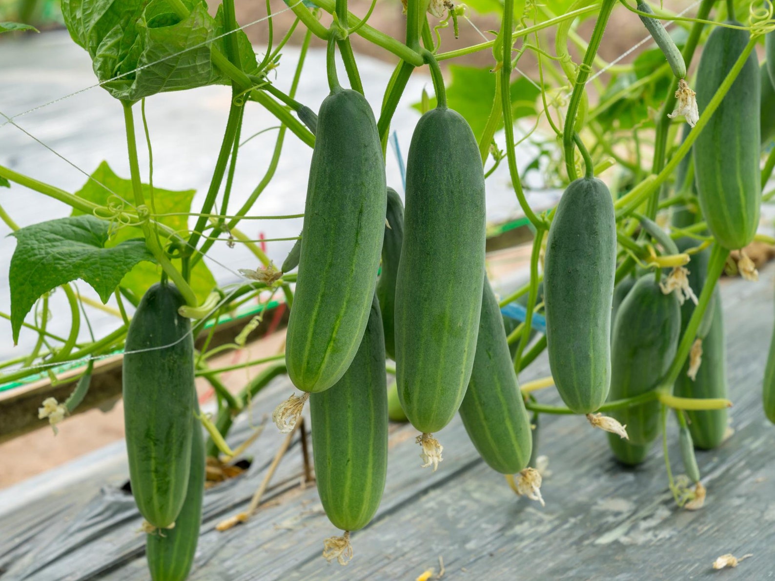 Marketer Cucumber Seeds - Organic & Non GMO - Heirloom - Grow Your Own ...