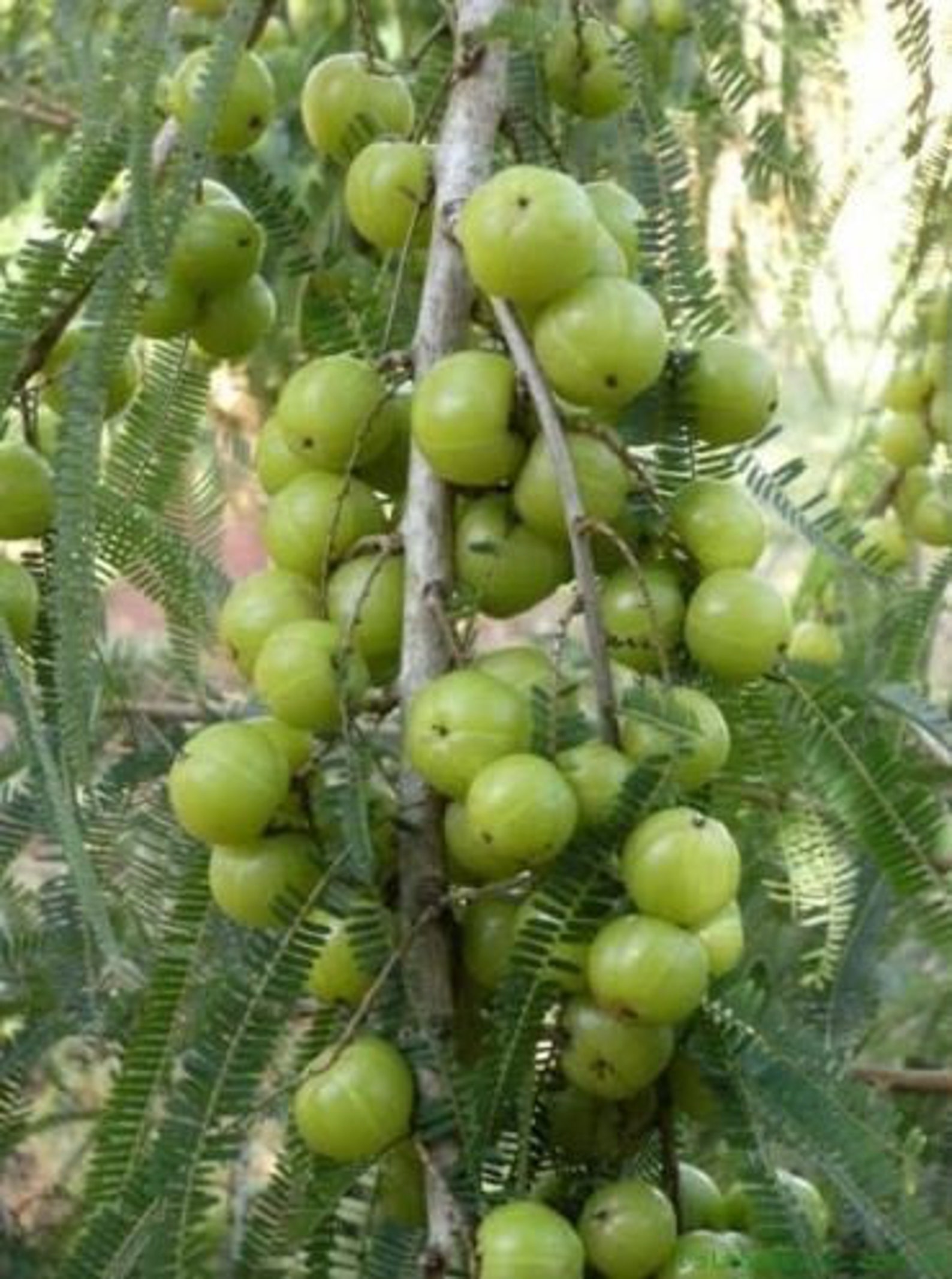 Organic Gooseberry Seeds Indian Gooseberry Seeds Amla | Etsy