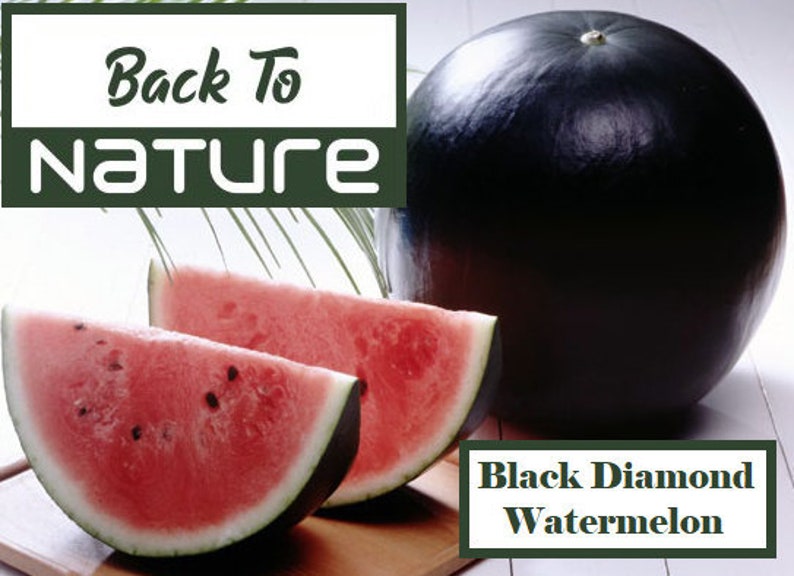 Black Diamond Watermelon Seeds Organic Non Gmo | Etsy