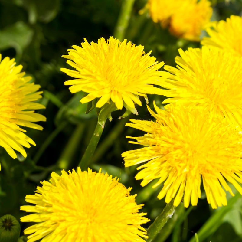 Dandelion Grow a Garden - Etsy