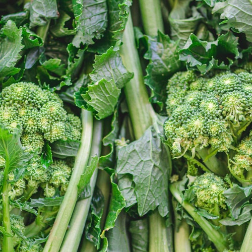 Broccoli Rabe Seeds Organic & Non Gmo Broccoli Rabe Seeds - Etsy
