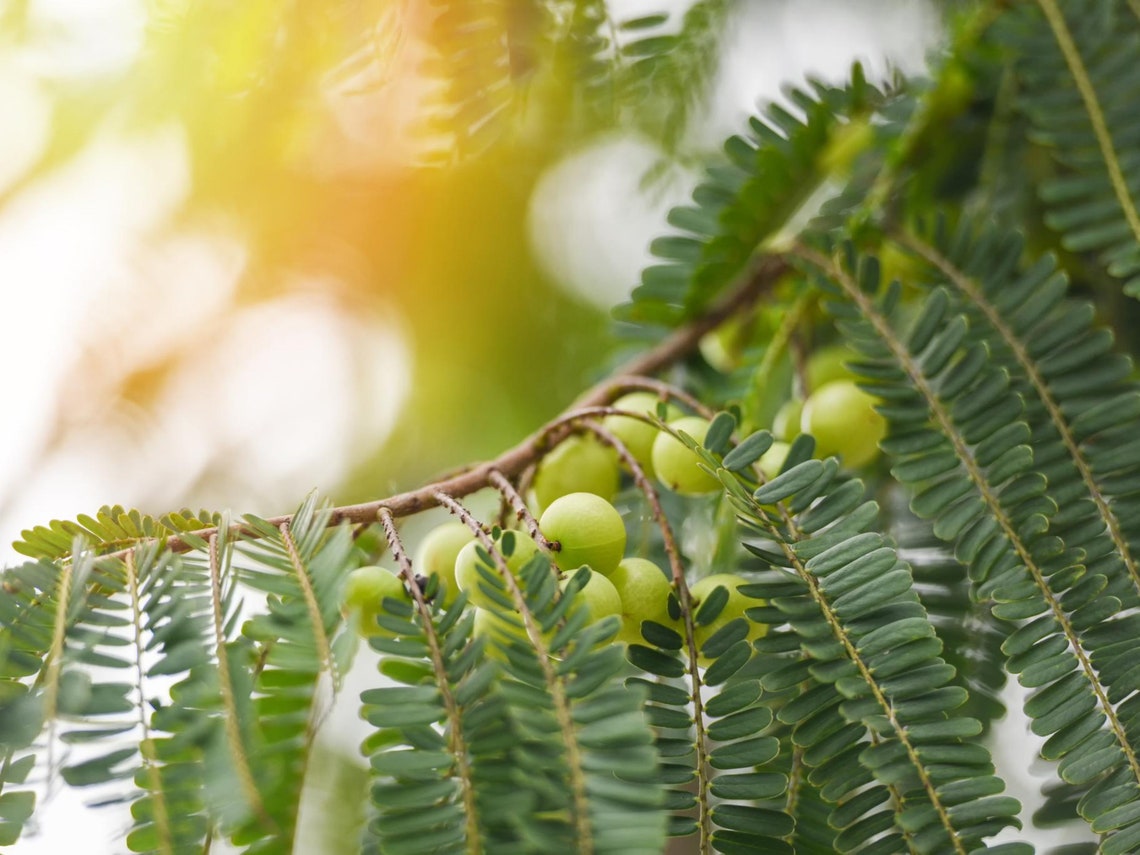 Organic Gooseberry Seeds - Indian Gooseberry Seeds - Amla Phyllanthus ...