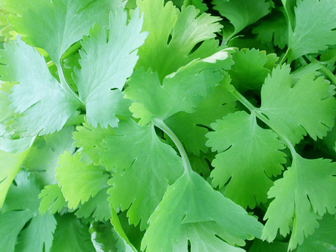 Cilantro Seeds - Organic & Non Gmo Cilantro Seeds - Heirloom Seeds ...
