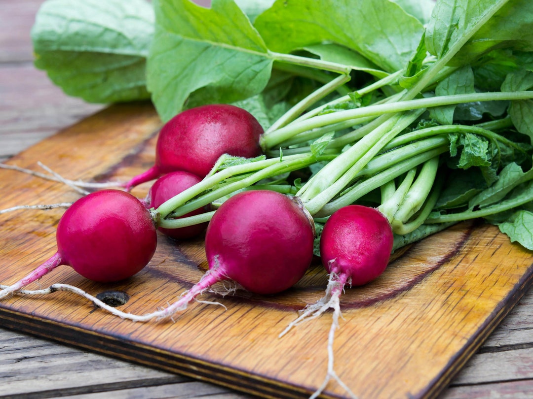 Early Scarlet Globe Radish Seeds - Organic & Non Gmo Radish Seeds ...