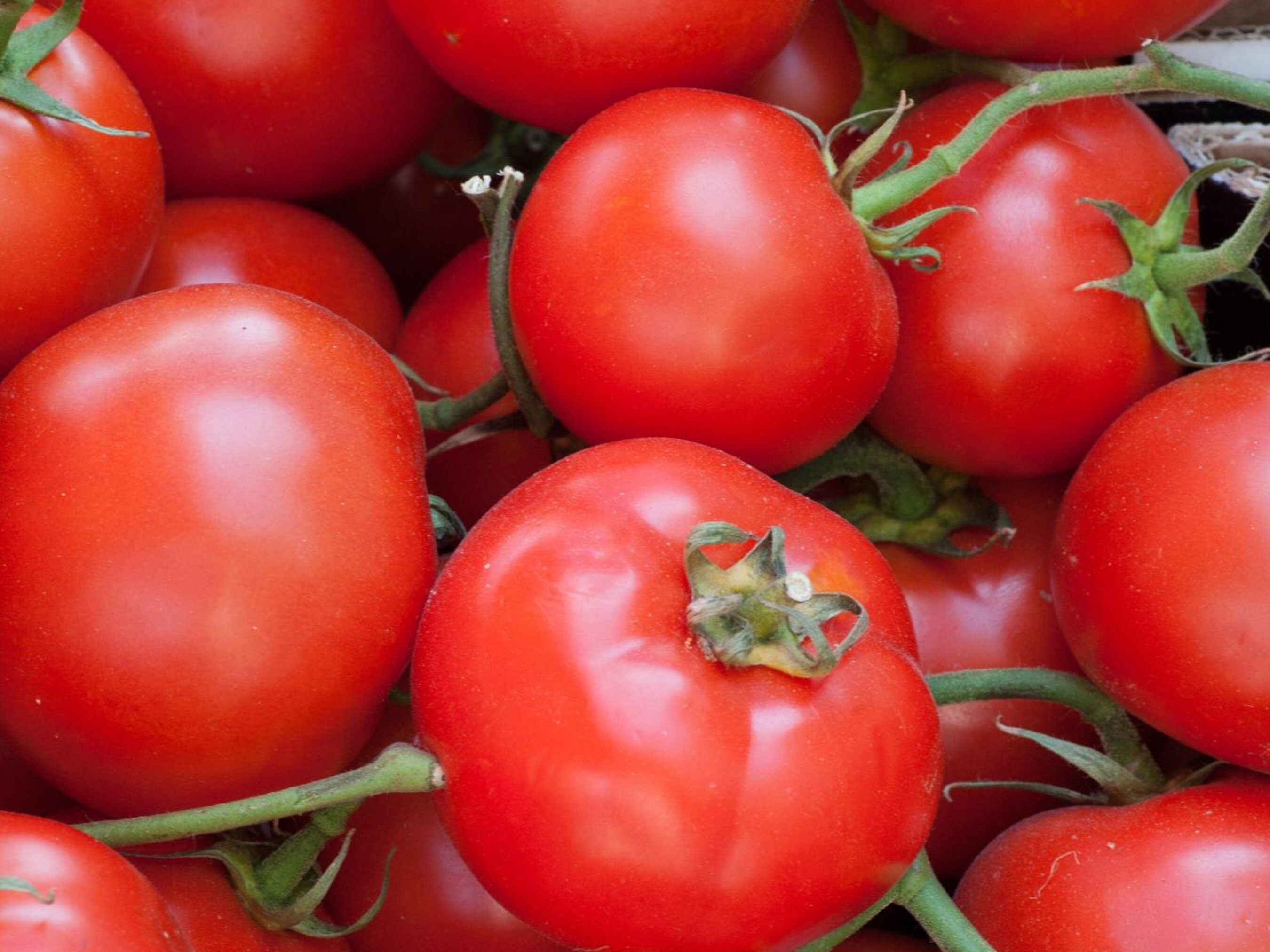 Rutgers Tomato Seeds Organic & Non Gmo Tomato Seeds - Etsy Canada