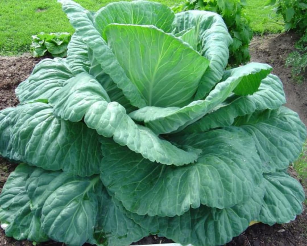 Giant Cabbage Seeds Organic & Non Gmo Cabbage Seeds Heirloom Vegetable ...