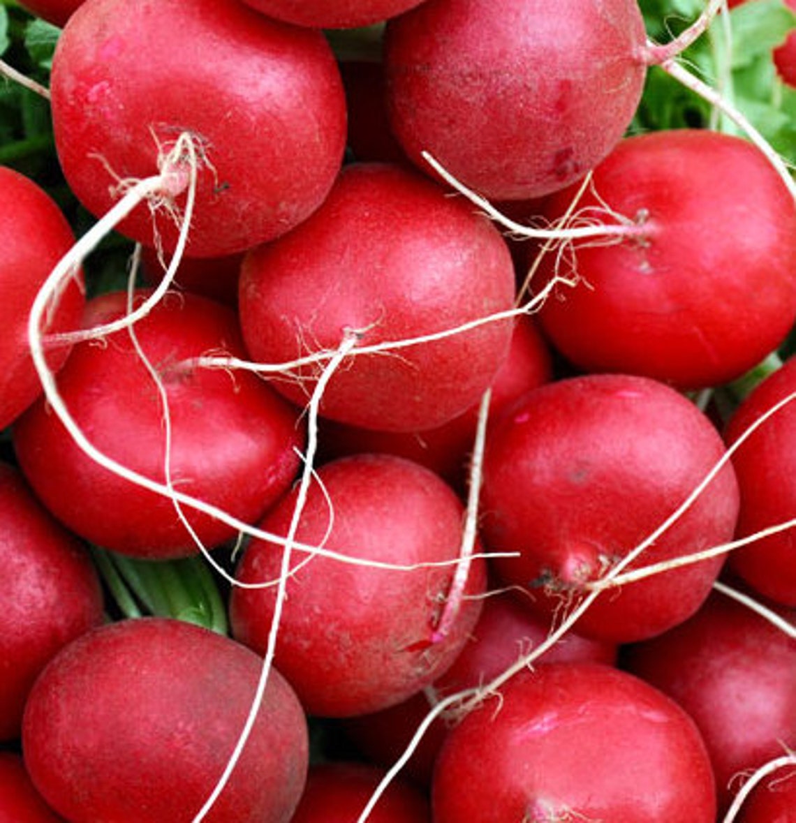 Champion Radish Seeds Organic Non Gmo Heirloom Seeds | Etsy