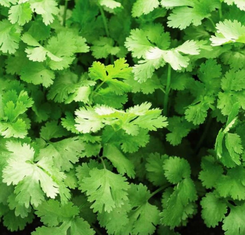Cilantro Seeds Organic & Non Gmo Cilantro Seeds Heirloom - Etsy