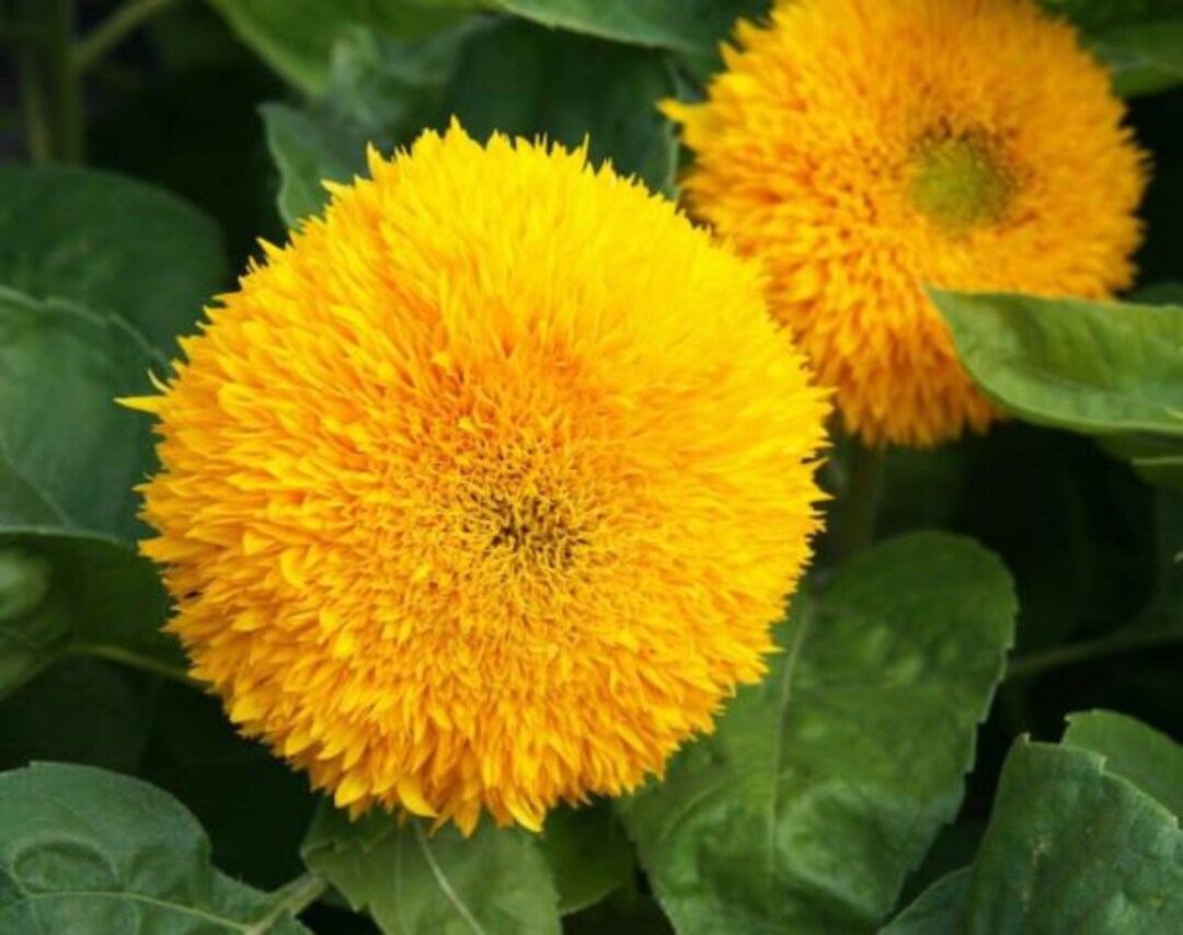 Dwarf Gold Sunflowers Seeds Organic & Non Gmo Flower Seeds Heirloom ...