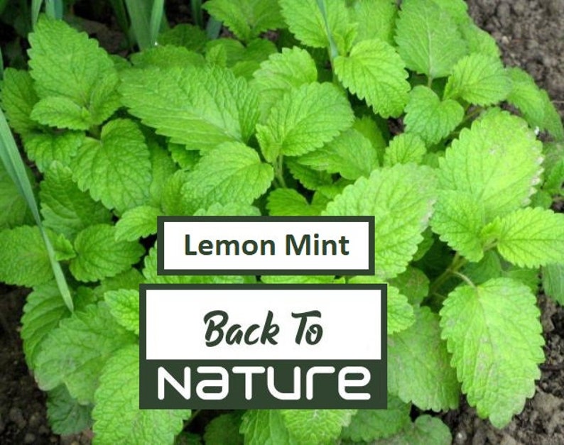 Lemon Mint Seeds Organic Non Gmo Heirloom Seeds Herb | Etsy