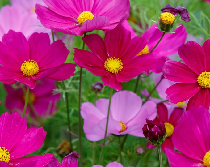 Crazy for Cosmos Seed Mix -buy 2 Get 3 - 125 Seeds, 1 Gram - Cosmos ...