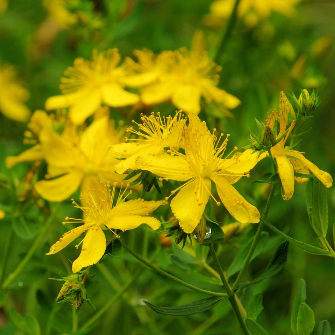 St. John's Wort Seeds - Organic & Non Gmo - Heirloom Seeds - Grow Your ...