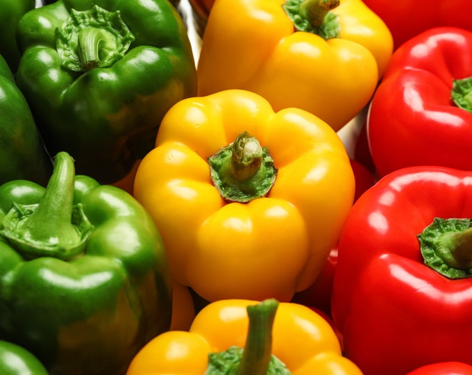 Grand Bell Mix Pepper Seeds - Etsy