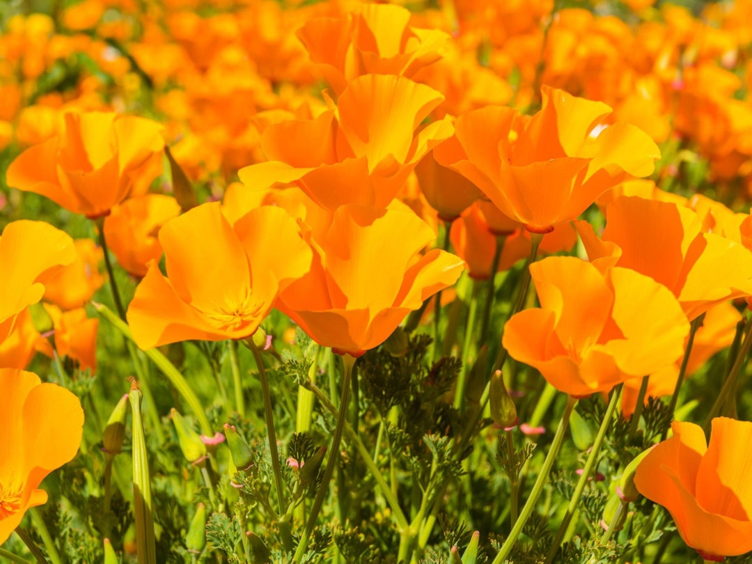 Orange Poppy Flower Seeds - Organic & Non Gmo Orange Poppy Flower Seeds ...