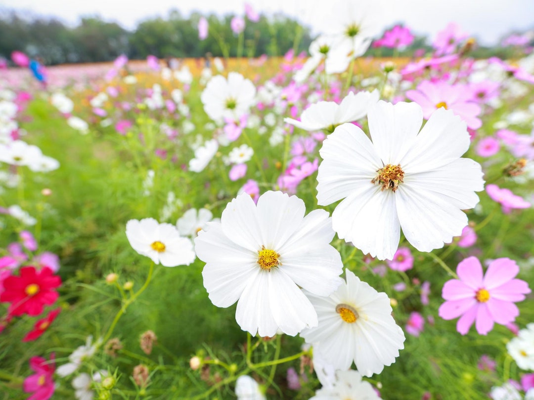 Hummingbird & Butterfly Flower Seed Mix - Attract Pollinators to Your ...