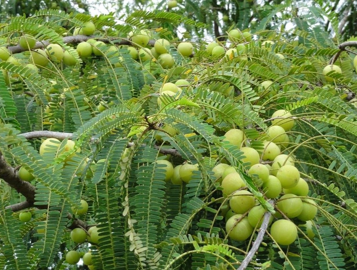 Organic Gooseberry Seeds Indian Gooseberry Seeds Amla | Etsy