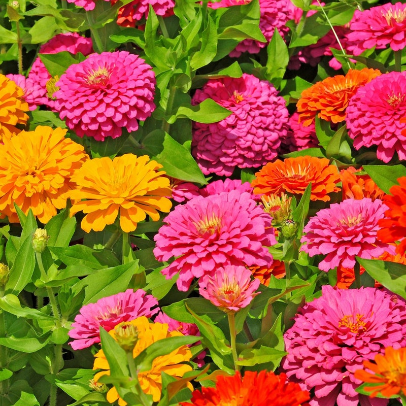 Flower Seeds - Etsy
