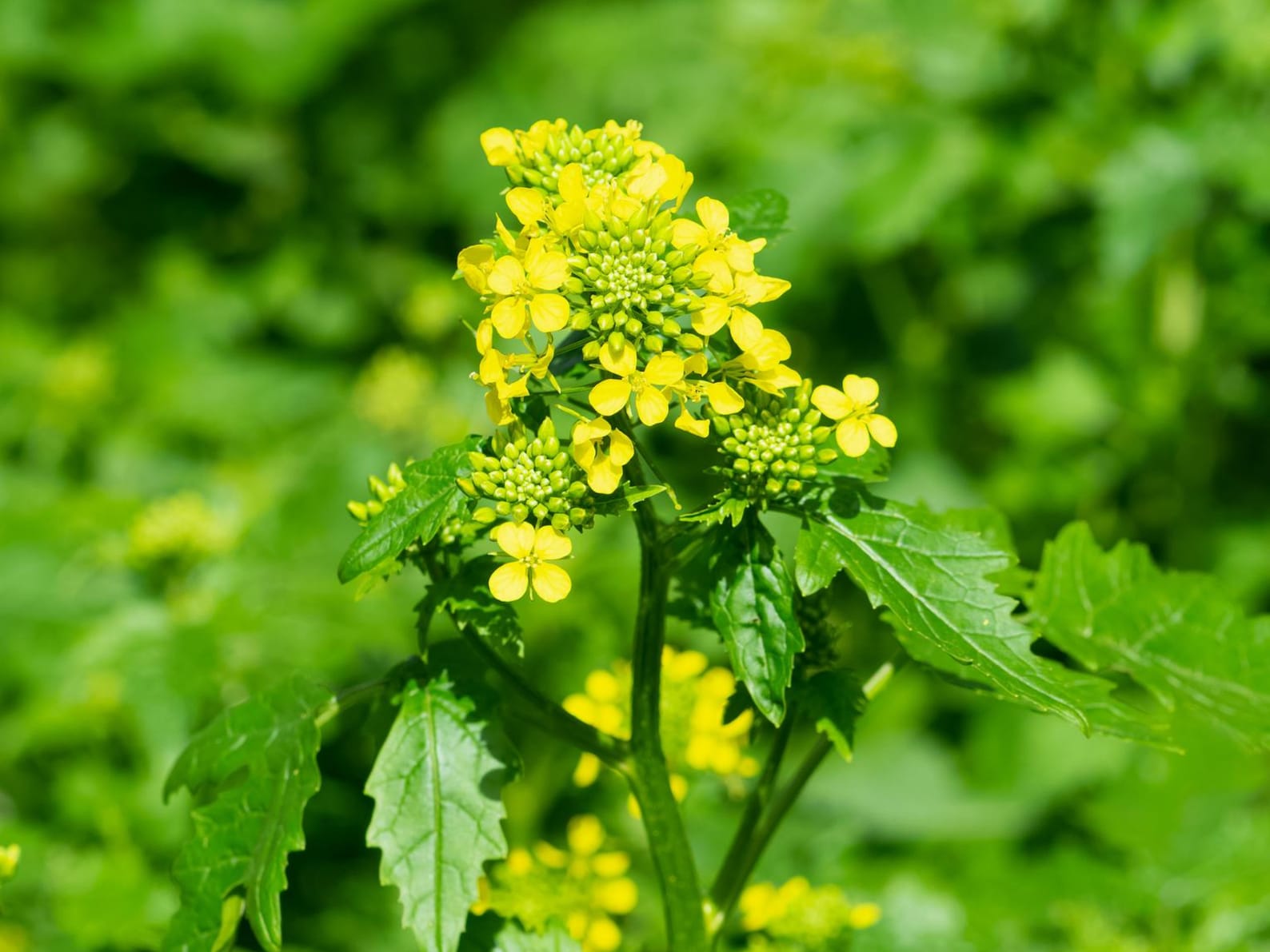 Yellow Mustard Seeds - Organic & Non GMO - USA Grown - Heirloom - Grow ...