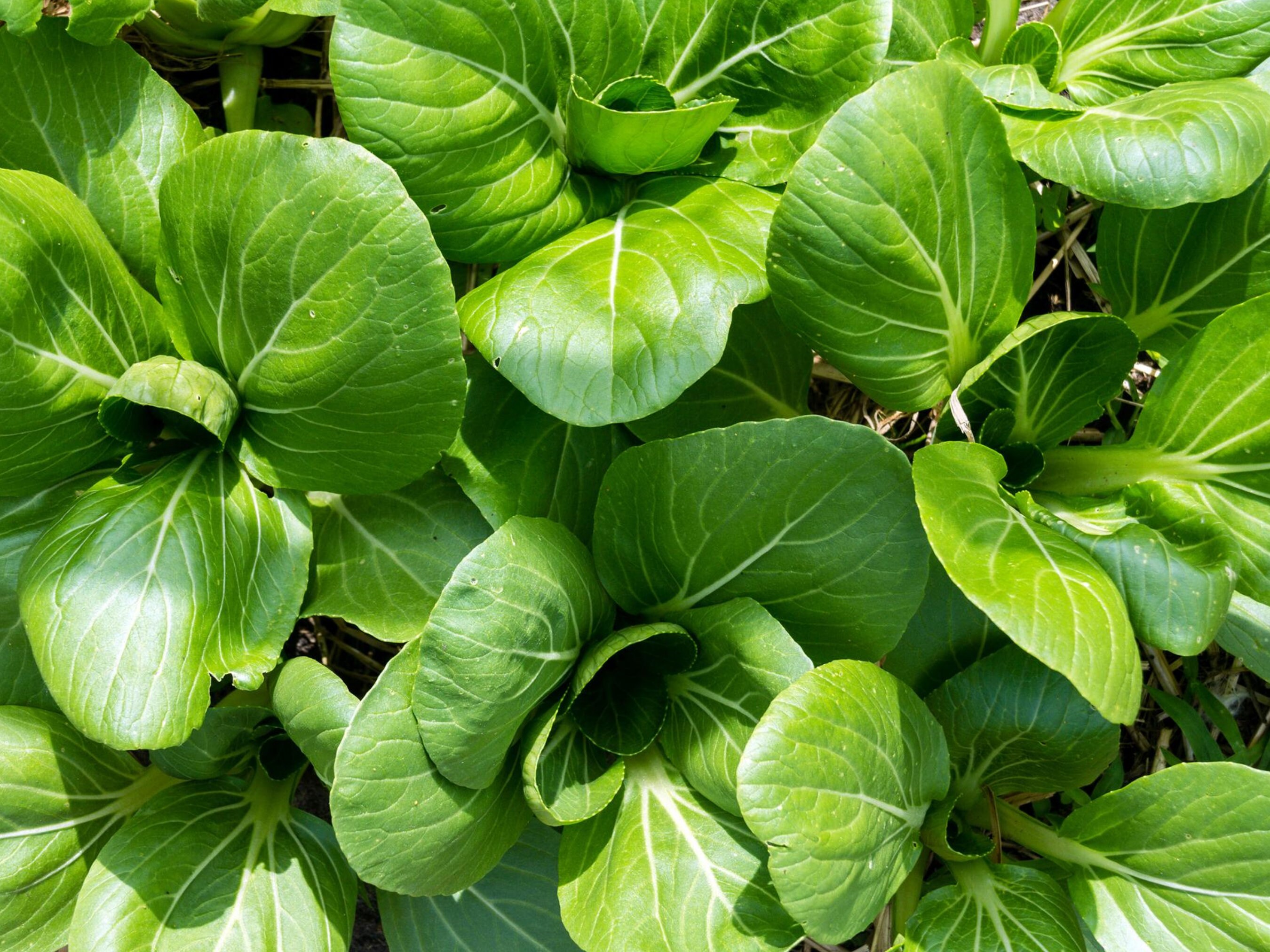 Pak Choi Seeds Organic & Non Gmo Pak Choi Seeds Heirloom - Etsy