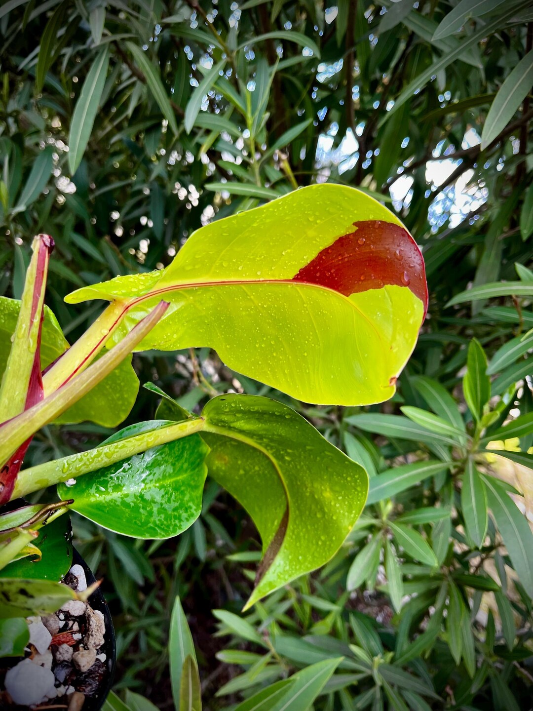 Philodendron Yellow Flame/ Red Moon Variegated - Etsy